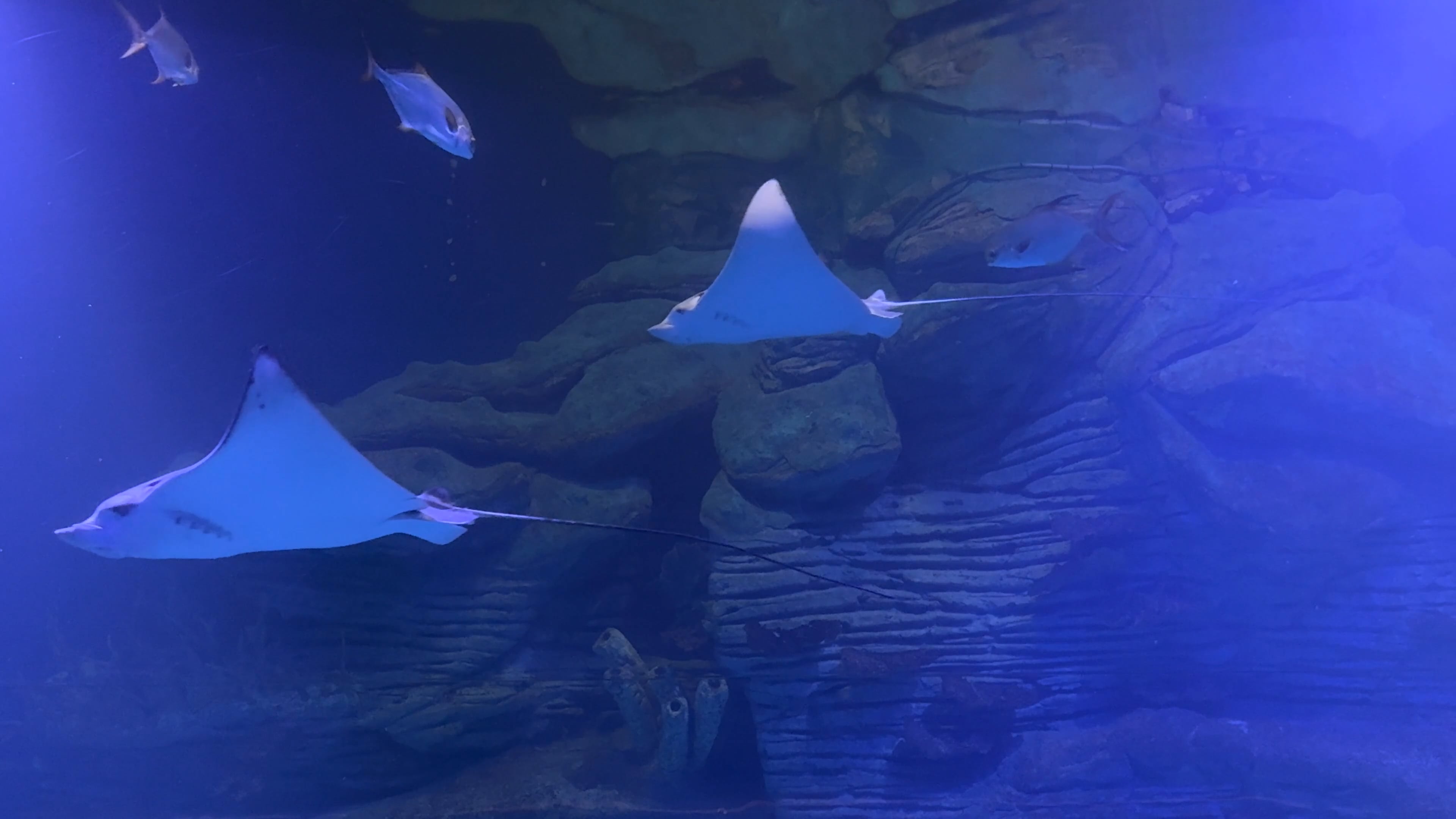 AQUARIUM TV - Aquarium Rocks Oceans with Music – World Nature Video