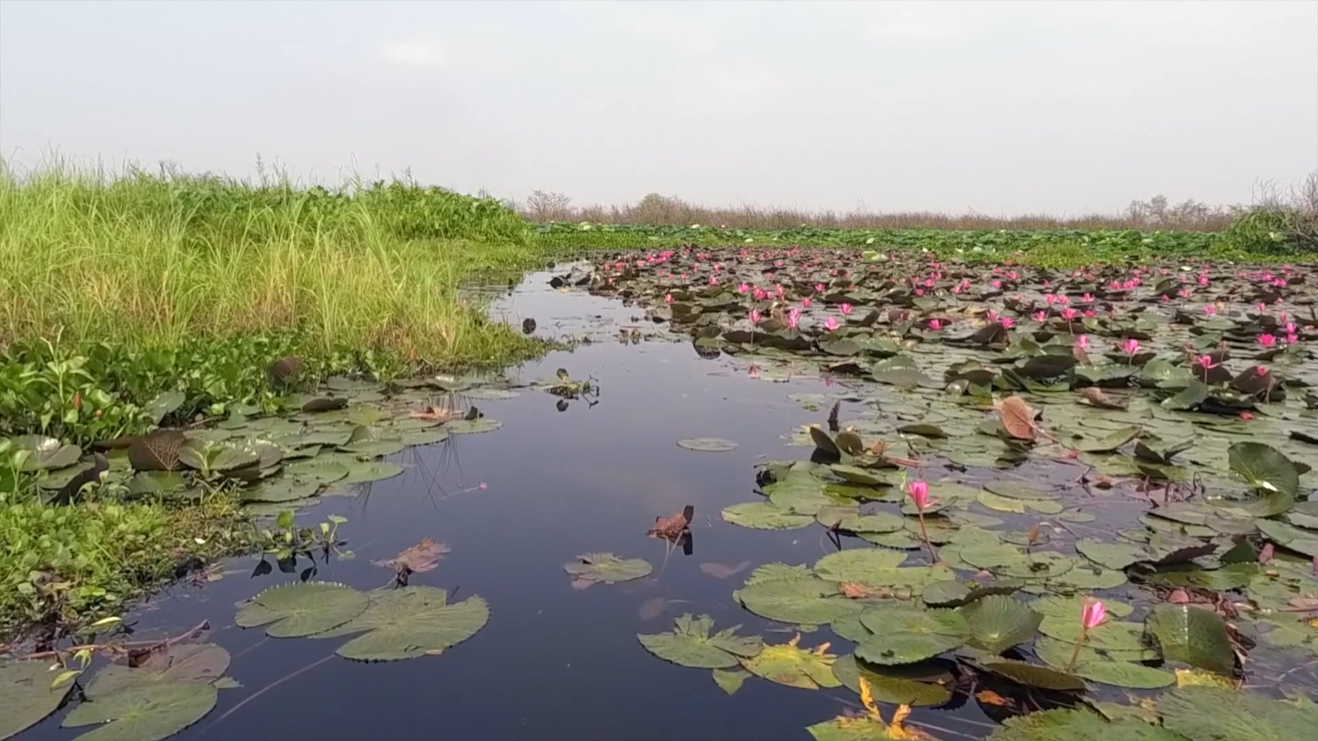 Virtual Rowing - Red Lotus Lake - Udon Thani - Thailand - World Strang ...