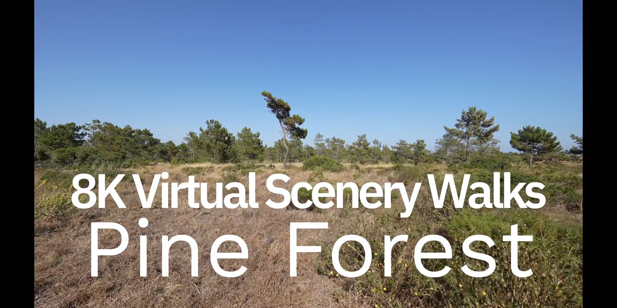 Virtual Walk - Pine Forest in Wind | Nature Sounds | Virtual Fitness TV ...